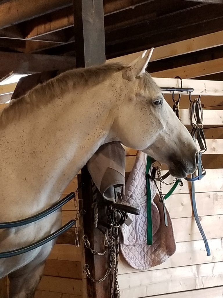 Stabling and Boarding – Kedron Valley Stables